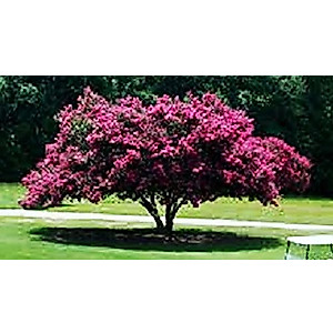 Large Twilight Crape Myrtle, 2-4ft Tall When Shipped, Matures 22ft Tall, 1 Tree, Rich Sunset Purple/Pink (Shipped Well Rooted in Pots with Soil)