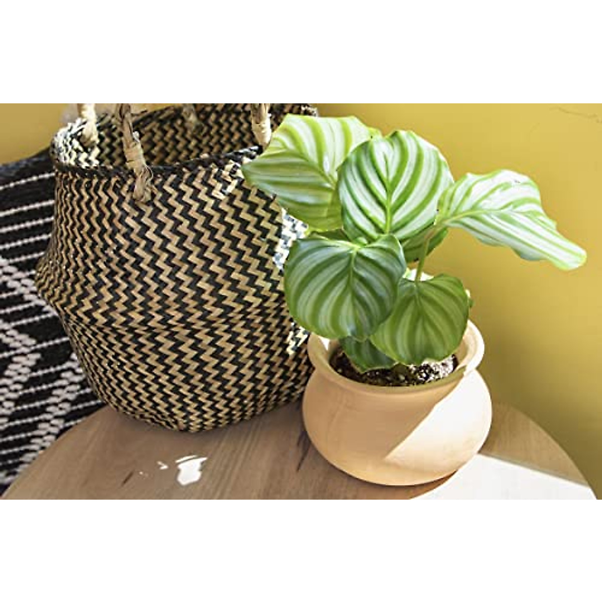 Altman Plants, Classic Houseplant Collection (4PK) Live Plants Indoor Plants Live Houseplants in Plant Pots, Easy House Plants Indoors Live, Snake Plant, Pothos in Potting Soil, Clean Air Plants