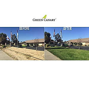 Green Canary Pre-Mixed Grass Colorant - 4 Liter Bottles (More Than 1 Gallon), High Purity, Environmentally Safe, Natural Looking Turf, Green Grass Paint, Ready to Apply Grass Colorant, Made in USA