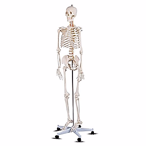 HAPPYGRILL 5.9FT Human Anatomical Anatomy Skeleton Life Size Full Body Skeleton with Rolling Stand for Teaching