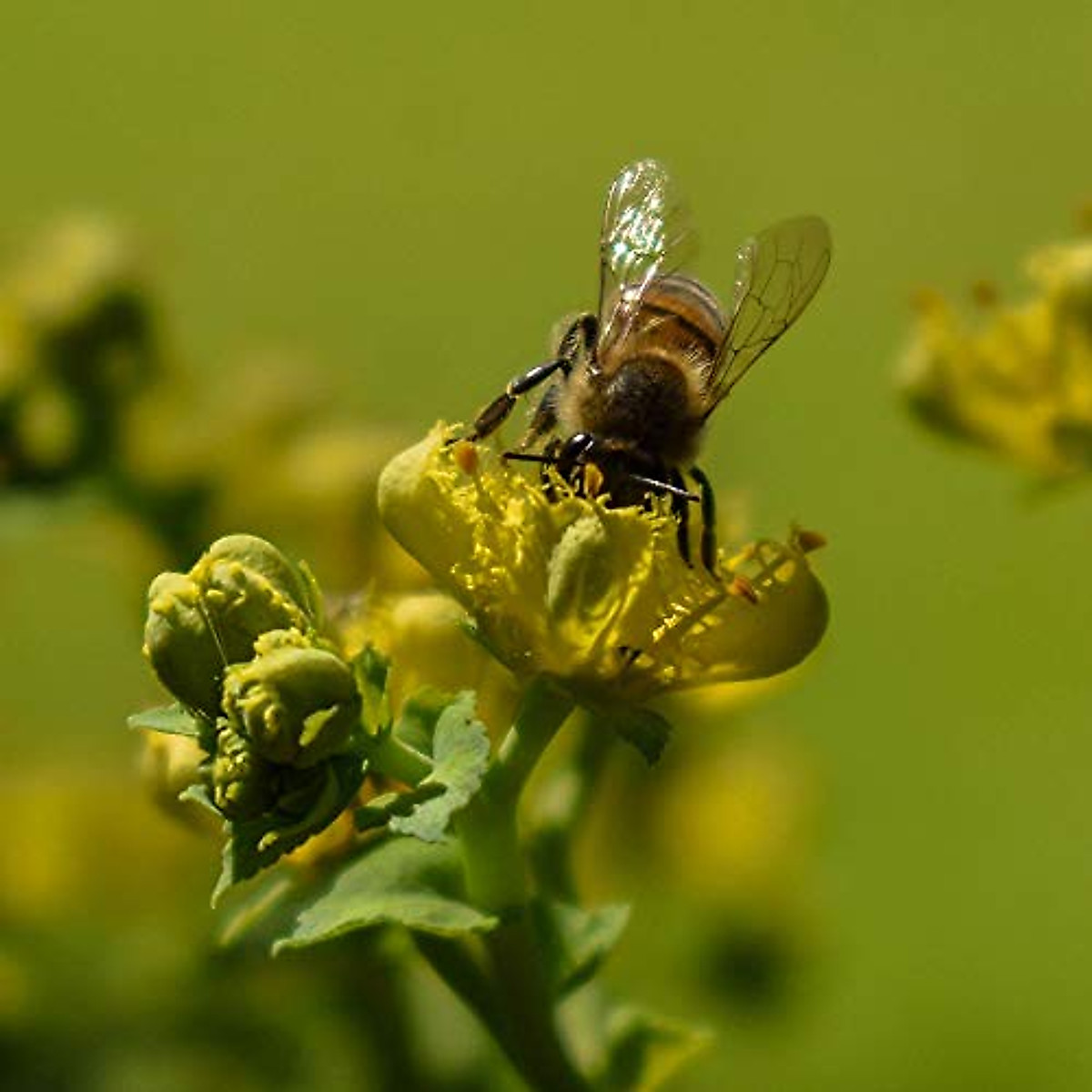 Outsidepride Ruta Graveolens Rue Herb & Flower Garden Plants - 1000 Seeds