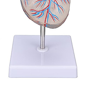 Heart Model, Transparent Design Heart Organ Model for Teaching aids