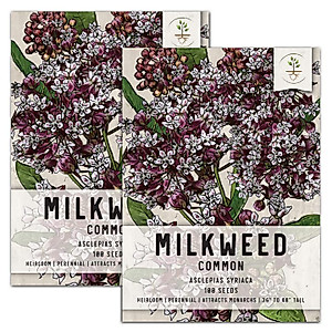 Seed Needs, Pink Common Milkweed Seeds for Planting (Asclepias syriaca) Heirloom, Untreated & Open Pollinated, Attracts Monarch Butterflies (2 Packs)