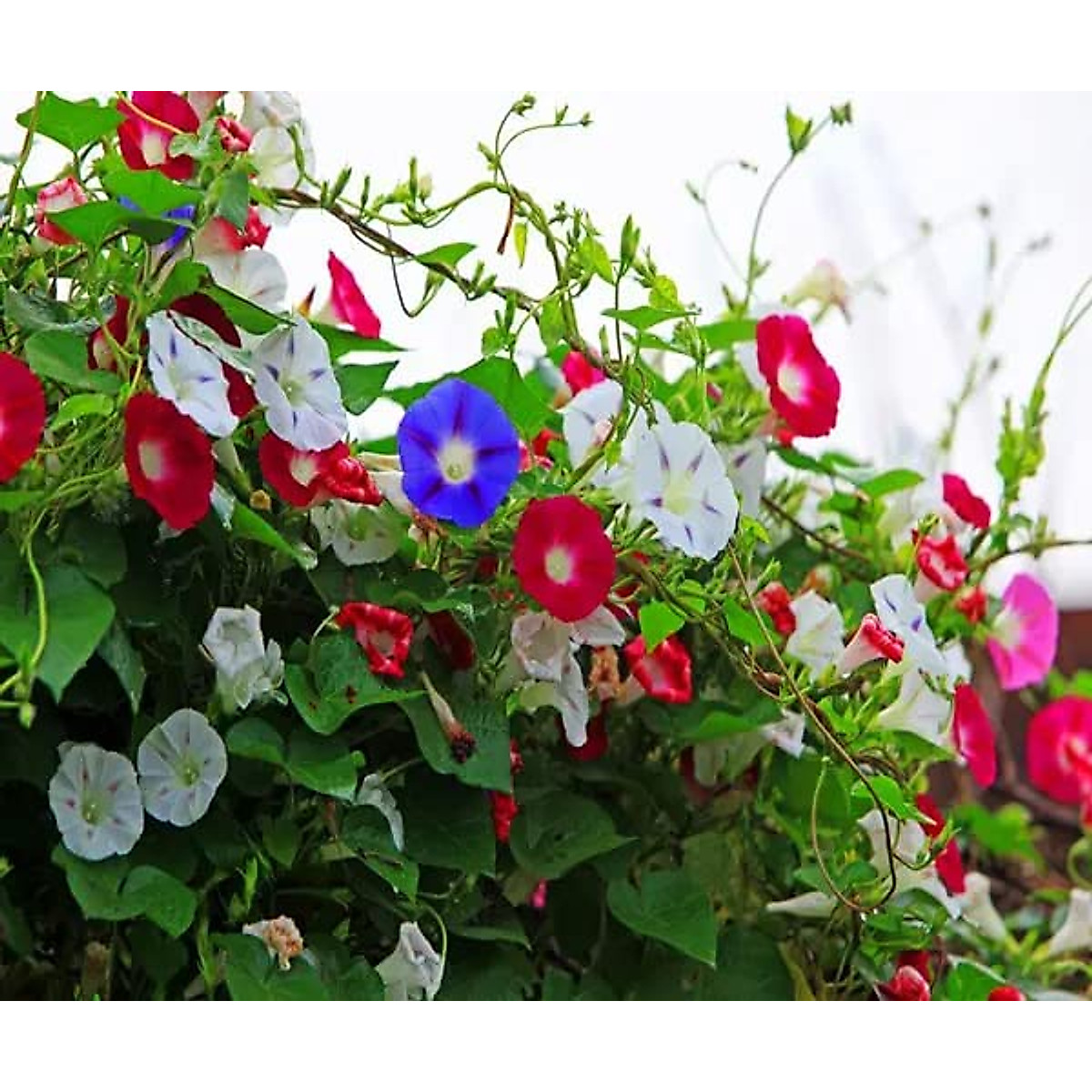 300+ Mixed Morning Glory Seeds for Planting, Wonderful Climbing Heirloom Vine, Beautiful Perennial Flowers, Non - GMO Seeds, Easy to Plant