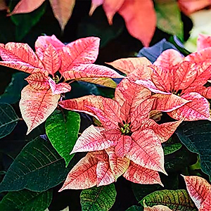 QAUZUY GARDEN 100 Seeds Mixed Colour Poinsettia Plant Seeds for Planting- Mexican flameleaf Christmas Star Flower Seeds Perennial Shrub Exotic Accent Plant Easy to Grow