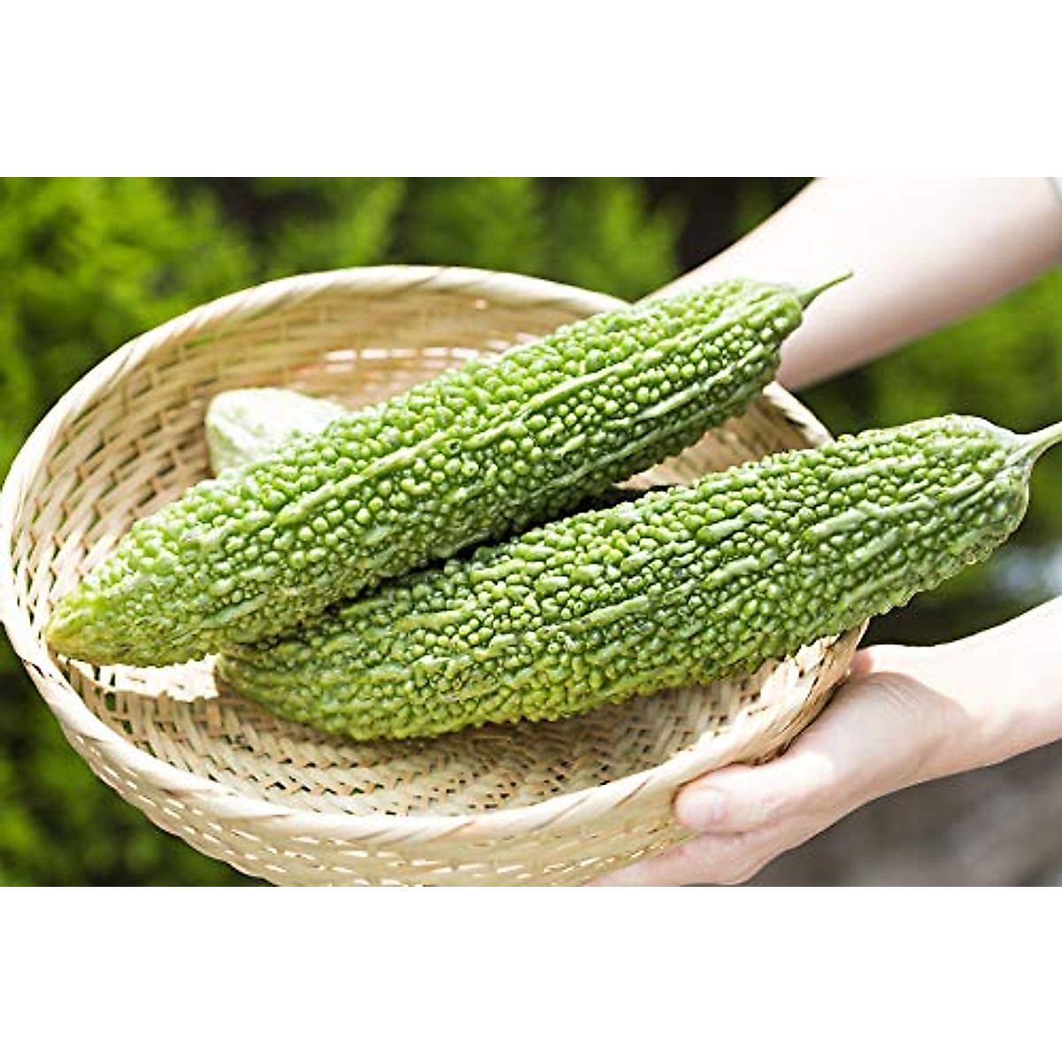 Gaea's Blessing Seeds - Bitter Melon Seeds - Bitter Gourd Heirloom Non-GMO Bittermelon Seeds with Easy to Follow Planting Instructions - 92% Germination Rate (Pack of 1)