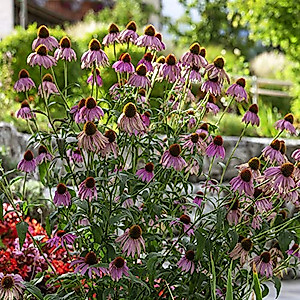 Outsidepride Perennial Echinacea Purple Coneflower Wild Flowers Great for Cutting - 1000 Seeds