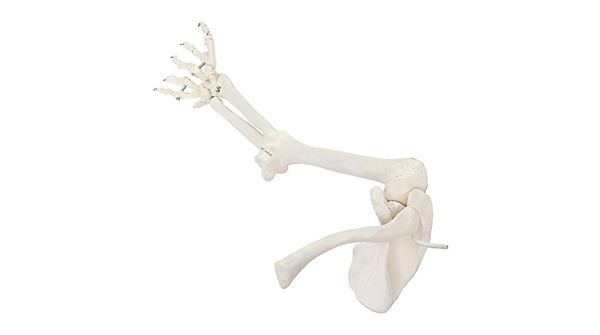 Axis Scientific Life-Size Right Arm Skeleton Model