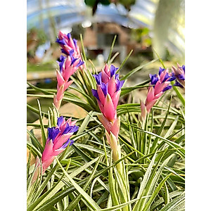Air Plants - 1 Aeranthos - 3 to 5 Inch Air Plant - Color & Form Varies by Season - 30 Day Guarantee on Tillandsia from The Drunken Gnome (1, One Size 3-5")