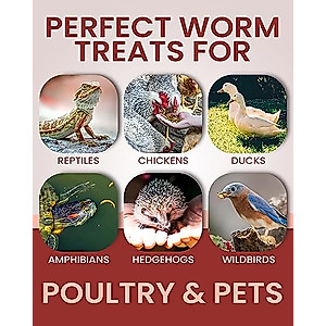 NC Grubsnack 10lbs Dried Mealworms Black Soldier Fly Larvae Mix Treats for Backyard Chickens, Scratch Feed for Backyard Flock Party Poultry Fowl Layers hens with Rich Protein and Calcium