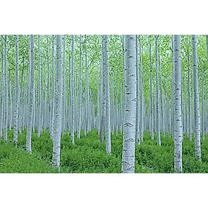 White Poplar Seeds for Planting - 30 Seeds - Stunning White Leaf Tree - Fast Growing Tree