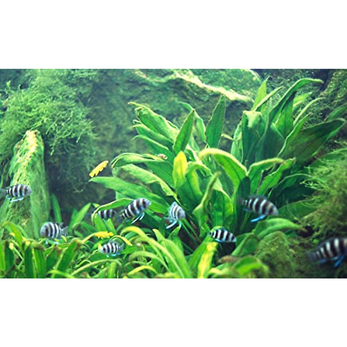 Marcus Fish Tanks - 3X Amazon Sword Echinodorus Bleheri Easy Live Aquarium Plants for Aquatic Freshwater Fish Tank