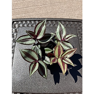 Dark Desire Wandering Jew Purple Live Plant - Unique Houseplants for Easy Indoor Gardens & Home Decor Gifts - Potted Tiny Houseplants 4" inch Grey Pot Included