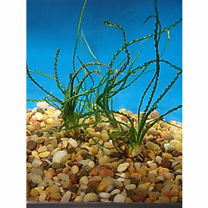 Marcus Fish Tanks Crinum Calamistratum Easy to Grow Hardy Live Aquarium Plant Betta Fish Plants