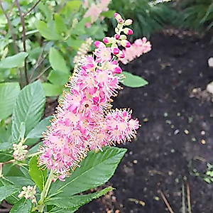 Pink Summersweet Seeds Sweet Pepperbush Low Maintenance Fragrant Attracts Butterflies & Hummingbirds Beds Borders Ponds Streams Rain Gardens Outdoor 20Pcs Deciduous Shrub by YEGAOL Garden