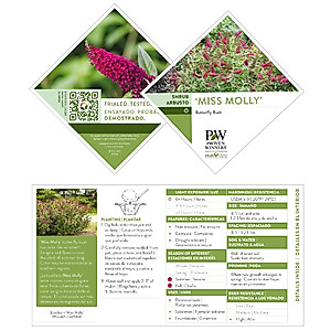 Proven Winner Miss Molly Buddleia 2 Gal, Pink and Red Blooms