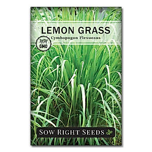 Sow Right Seeds - Lemon Grass Seed for Planting - Non-GMO Heirloom Packet with Instructions for Easy Planting and Growing an Herb Garden - Indoor or Outdoors - Delicious Culinary Herb (1)