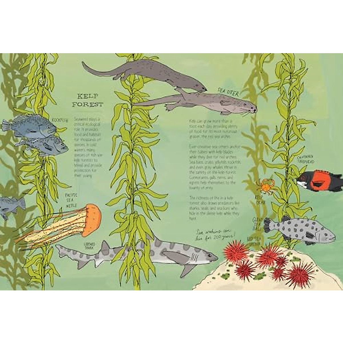 Ocean Anatomy: The Curious Parts & Pieces of the World under the Sea