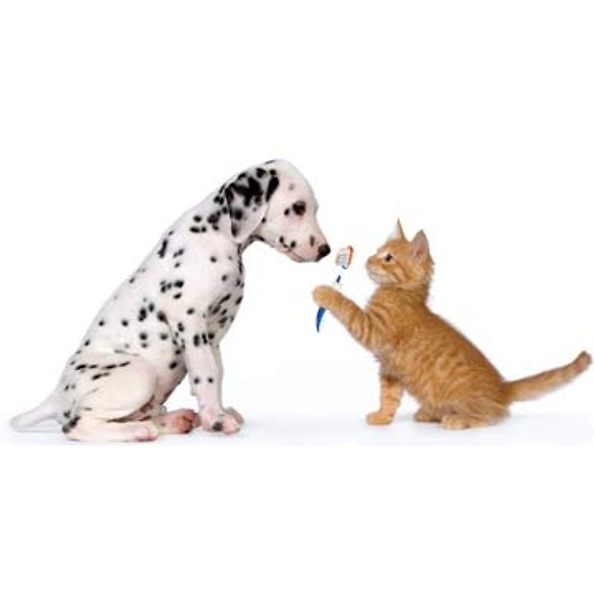 cat Dental Care Treats - Pets Premium Teeth Health for Dogs and Cats - Oral Gum Teeth Complex Support - Vitamin Supplement for Cats - 60 Tablets (1 Bottle)