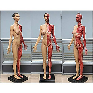 Anatomy Figure Uman Anatomical Muscle Bone and Skin Model Human Muscle Skeleton Anatomical Model PU Material Reference for Artist,A