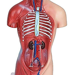 11 Inch Human Torso Anatomy Model Anatomical Organ Structure Model,15 Detachable Aparts Excellent Mediacal Teaching Supplies and Leaning Tools