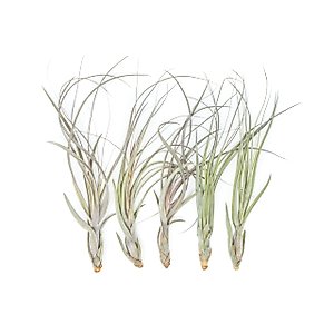 Air Plant Shop 5 Pack XL Tillandsia Balbisiana - Wholesale and Bulk - Succulents - Live Tillandsia - Easy Care Indoor and Outdoor House Plants