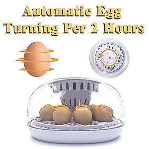 Egg Incubator