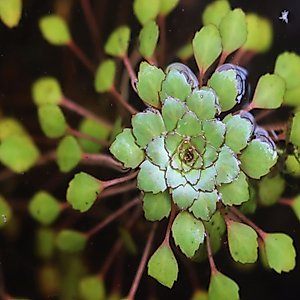Mainam Mosaic Plant Ludwigia Sedoides Bundle US Nursery Live Aquarium Plants Decorations Freshwater Fish Tank Aquatic Plant3 Days Pond Tropical