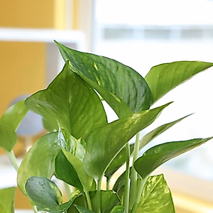 Altman Plants Golden Pothos Plant Live House Plant Live Plants, Trailing Plants Live Houseplants, Golden Pothos Live Plant Houseplant, Live Pothos Devils Ivy Live Plant Vine Money Plant Indoor Plants