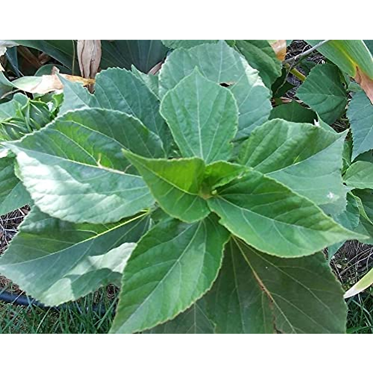 100 pcs Mix Hibiscus Luna Flower Seed Perennial Flower Garden Plant