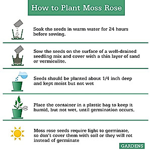 GARDENS 15000Pcs Mix Moss Rose Seeds Colorful Flowers Tropical Ground Cover Plant Seeds Planting Outside