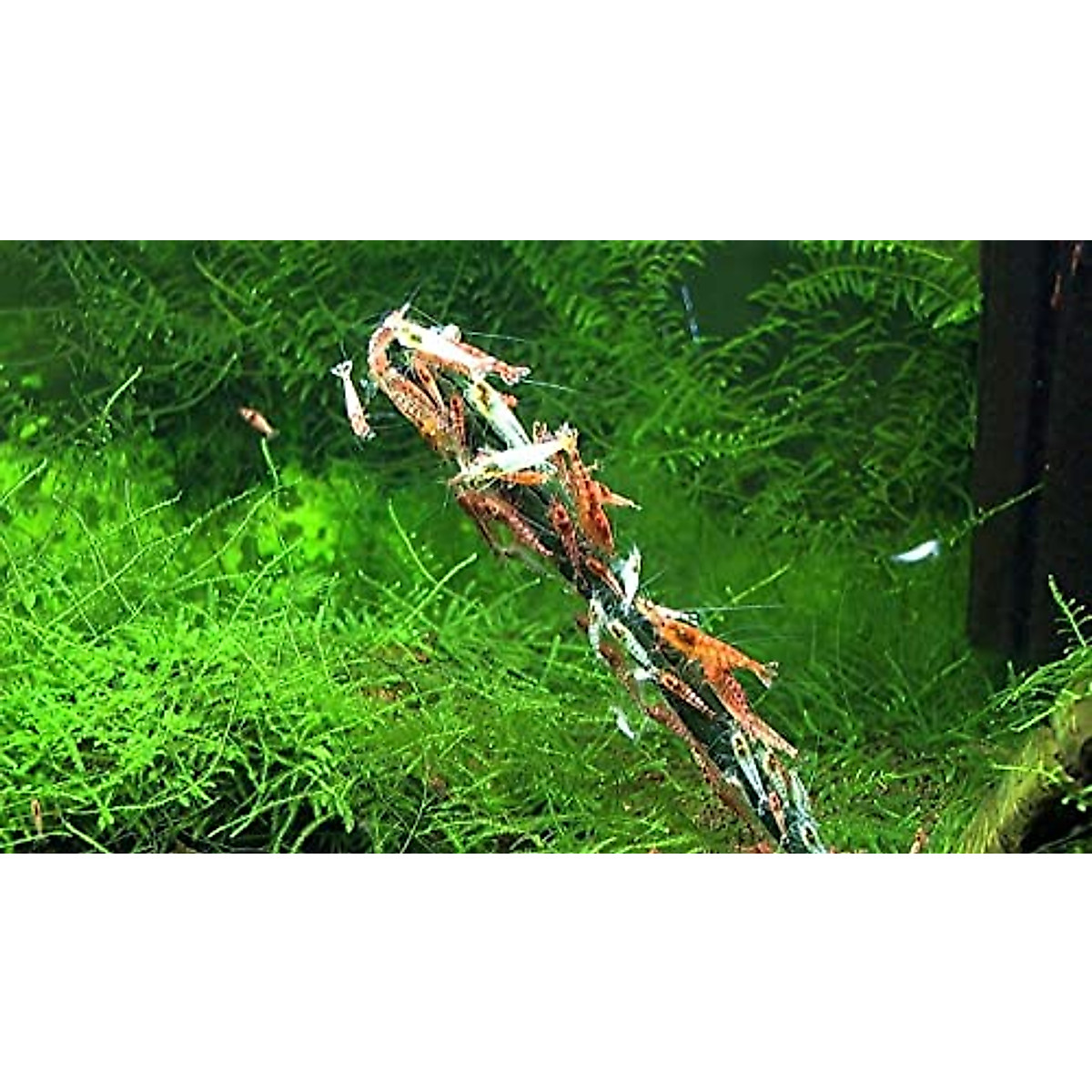 GlasGarten Shrimp Lollies - 4in1 Power Shrimp Food