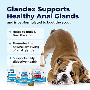 Glandex Dog Fiber Supplement Powder for Anal Glands with Pumpkin, Digestive Enzymes & Dog Probiotics for Digestive Health - Vet Recommended - Boot The Scoot (Vegan Salmon, 2.5oz Powder)