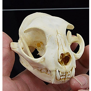 Hot Raccoon Skull Taxidermy Supplies Art Bone Vet Medicine 1:1 Lucky Cat