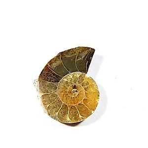 XUETZALCOATL Trivikrama Sudarshan Shaligram 1.5cm - 2.5cm from Kali Gandaki 1 pcs