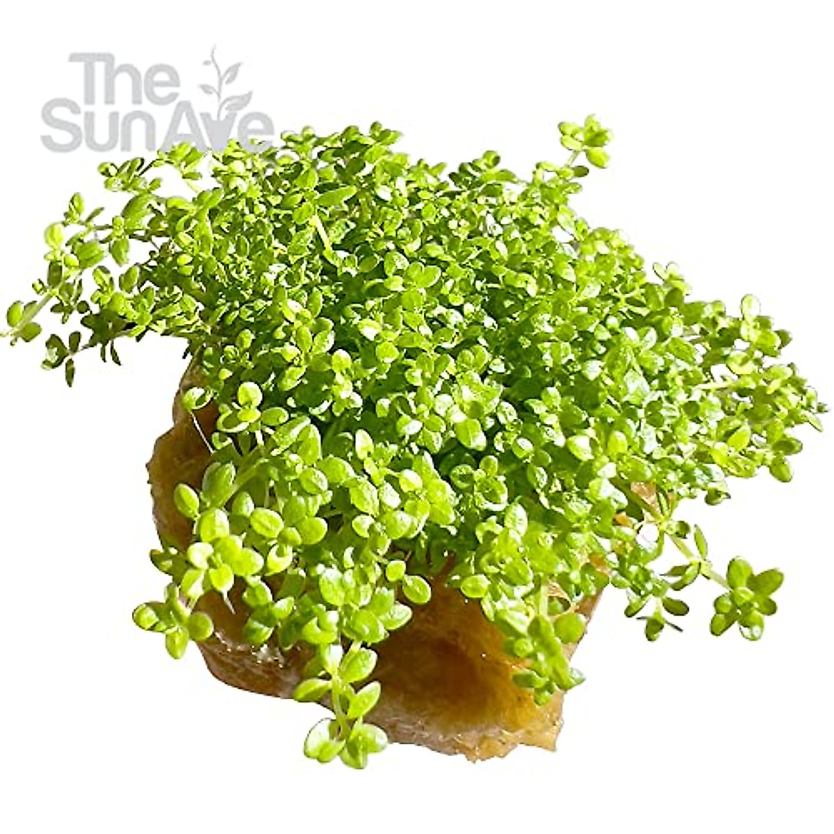 The Sun Ave Dwarf Baby Tears Hemianthus Callitrichoides HC Live Aquarium Plants Freshwater Fish Tank