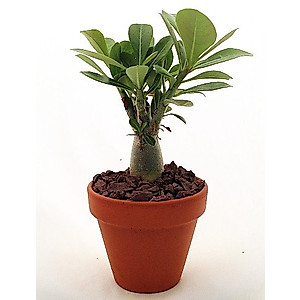 'Desert Rose' Plant - Natural Bonsai - Adenium obesum - 3" Pot