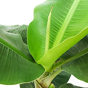 Fruit for Planting, Dwarf Cavendish Banana Fruit Tree 1 to 2 Feet, 1 Gallon Pot