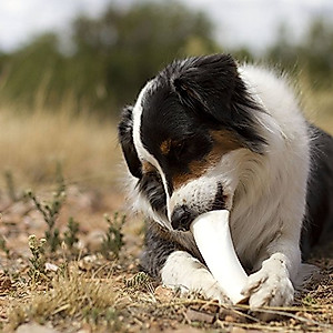 Pawstruck Filled Dog Bones Pet Food (Flavors: Beef, Cheese and Bacon, Peanut Butter,etc) Made in USA Stuffed Bulk 3 to 6" Femur Dog Dental Treat & Chew, (Variety Pack, Large (5-6")), 2.46 Pounds