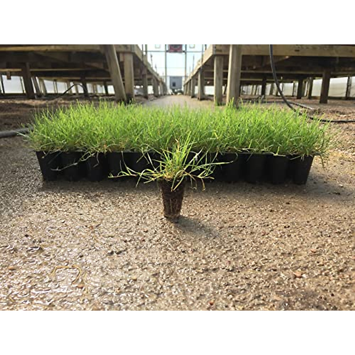 UC Verde Buffalograss Plugs