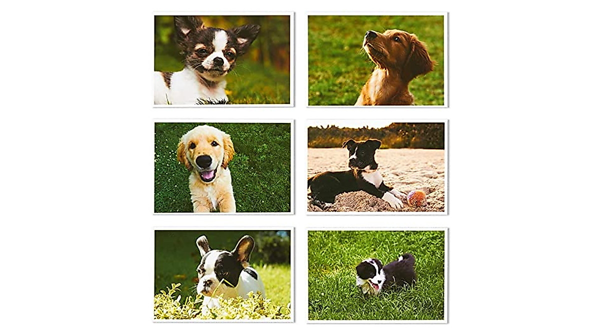 40 Pack Puppy Postcards - Quality All Occasion Cards