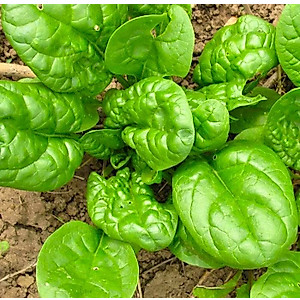 Giant Spinach Herb Garden Seeds for Planting About 100 Seeds