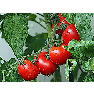 Set of 25 Premium Vegetable & Herb Seeds - 25 Deluxe Variety Premium Vegetable & Herb Garden 100% Non-GMO Heirloom