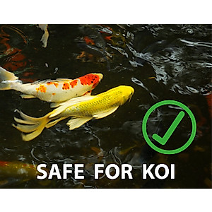 Green X – 1lb - String Algae Remover for Koi Ponds, Fountains, Waterfalls, Water Features- Safe for Fish Contact Algae Control- Treats up to 16,000 Gallons - Concentrated Granular Algaecide