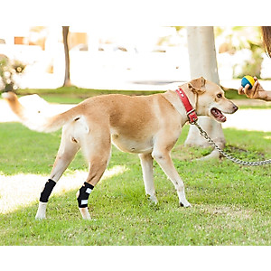 NeoAlly Cat and Dog Ankle Brace Pair Canine Rear Leg Hock Support with Safety Reflective Straps for Hind Leg Wounds Heal and Injuries and Sprains from Arthritis (S Pair)