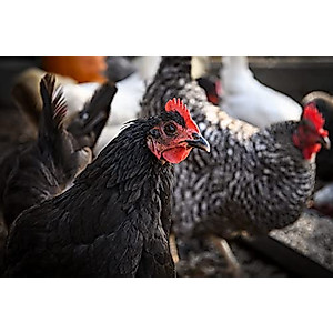 Scratch and Peck Feeds Cluckin' Good Organic Herbs - Supplemental Bird Treats for Chickens and Ducks - Certified Organic, Non-GMO Project Verified - 10 Ounce - 9800-01