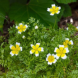 Outsidepride Limnanthes Douglasii Poached Egg Plant Garden Flower Seeds - 1000 Seeds
