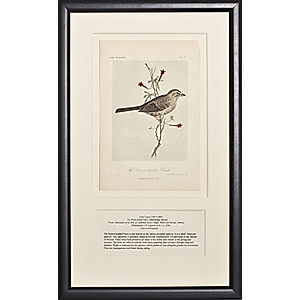 The Brown-headed finch