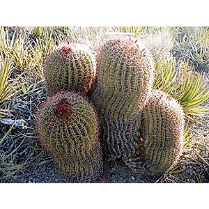 1151-Giant Red Barrel Cactus (ferocactus pilosus) Seeds by Robsrareandgiantseeds UPC0764425787808 Non-GMO,Organic,USA Grower,Bonsai,1151 Package of 5 Seeds