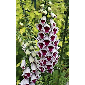 NIKA SEEDS - Flowers Purple Foxglove Digitalis Mix Perennial - 600 Seeds